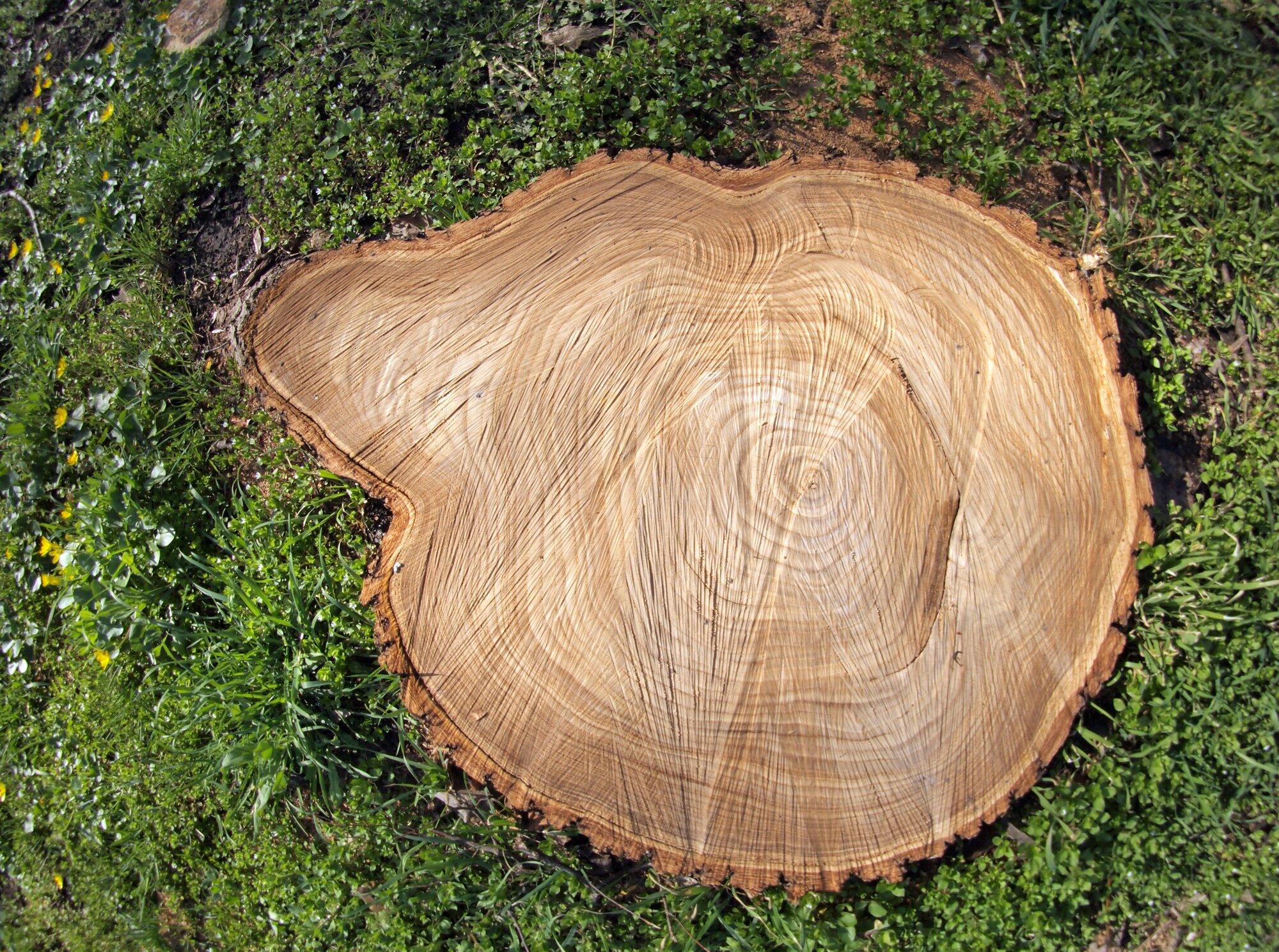 How to Use a Stump Grinder: The Ultimate Tree Maintenance